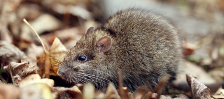 Día Mundial de la Rata (4 de abril) - Qué dia es hoy